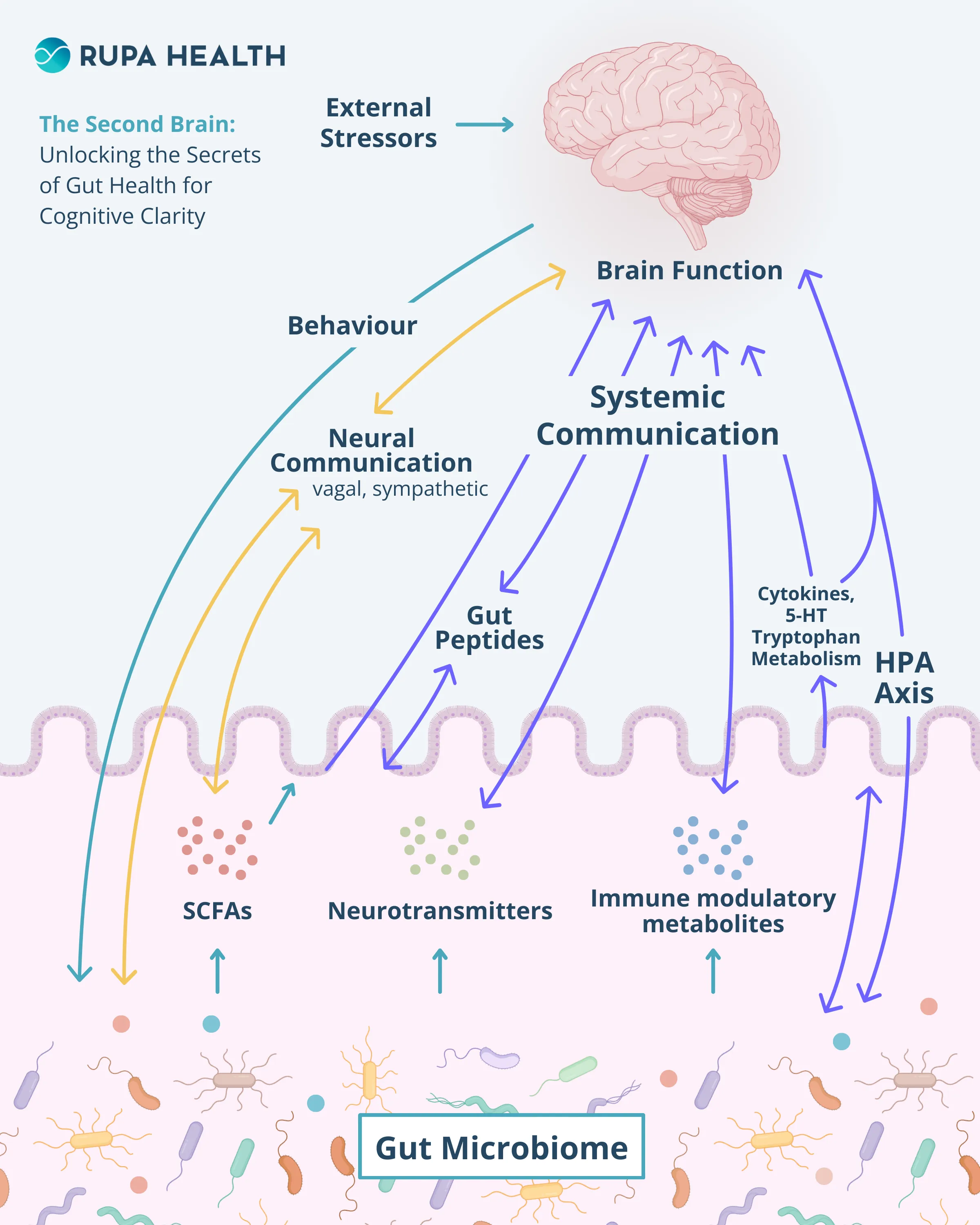 The Second Brain: Unlocking the Secrets of Gut Health for Cognitive Clarity